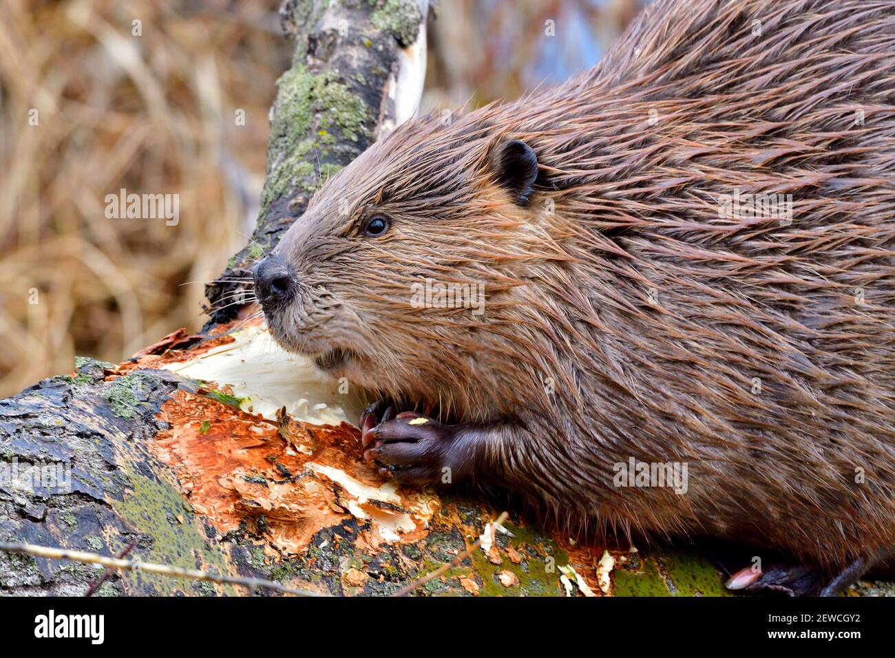 Beaver close up view hi-res stock photography and images - Alamy