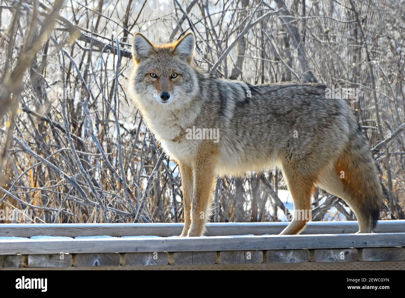 Walking coyote hi-res stock photography and images - Alamy