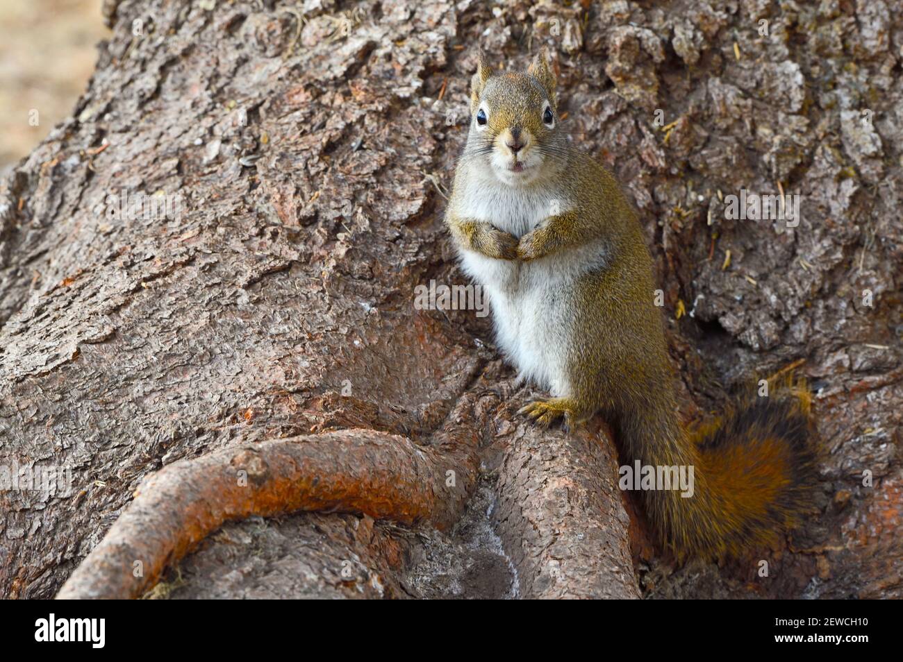 Relaxed pose hi-res stock photography and images - Alamy