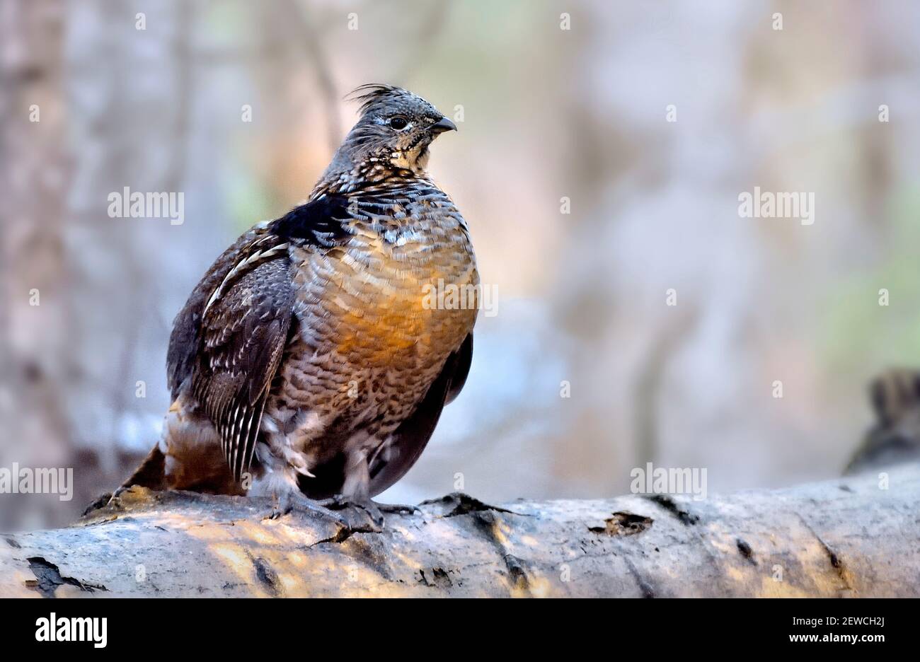 Beautiful male ruffed grouse drumming hi-res stock photography and ...