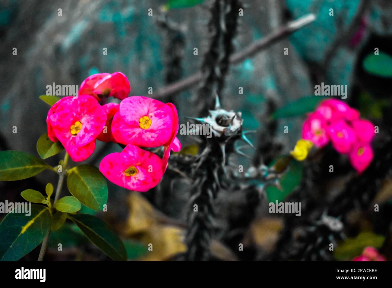 Pink colored Wax begonia flower with sharp edges and leaves Stock Photo ...