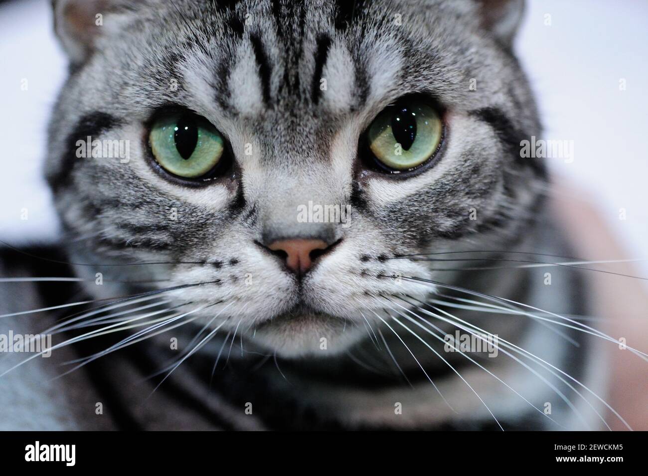 An American shorthair silver tabby named Lars pictured at the ...