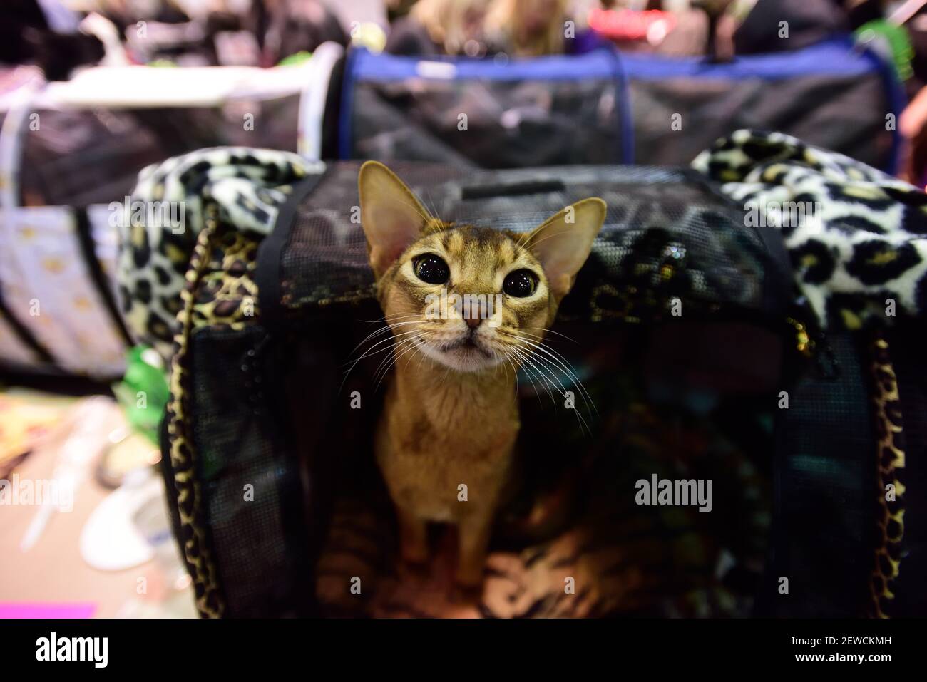 An Abyssinian pictured at the International Cat Show in Portland, Ore ...