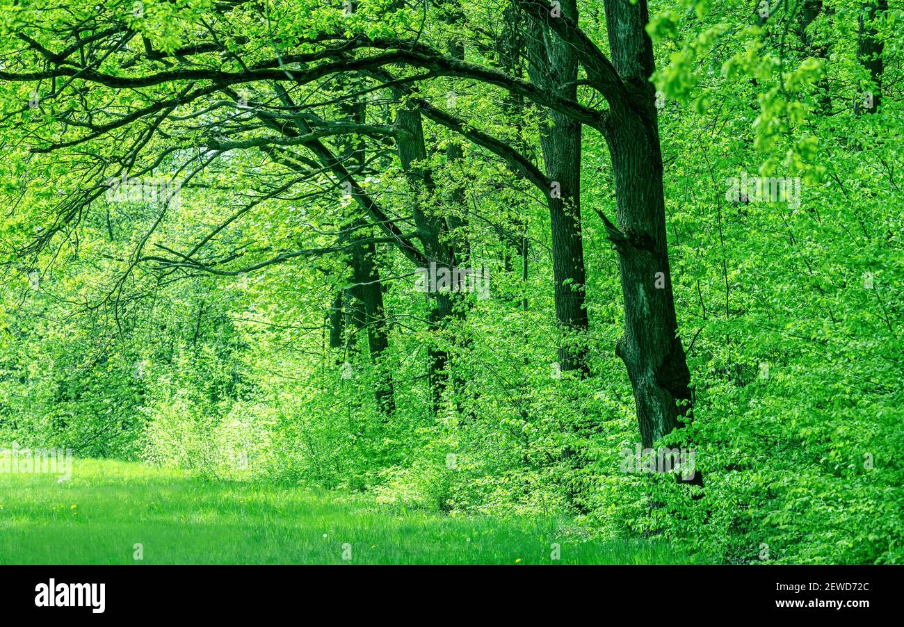old beech trees with fresh green leaves. beautiful spring park ...