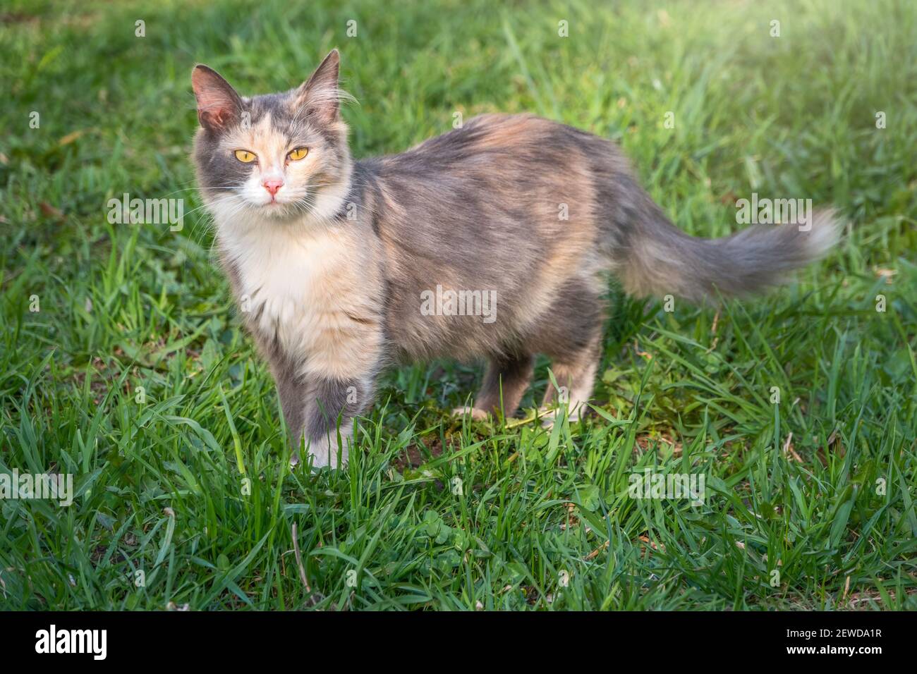 A beautiful fluffy gray cat walks on a green lawn in the sunset light ...