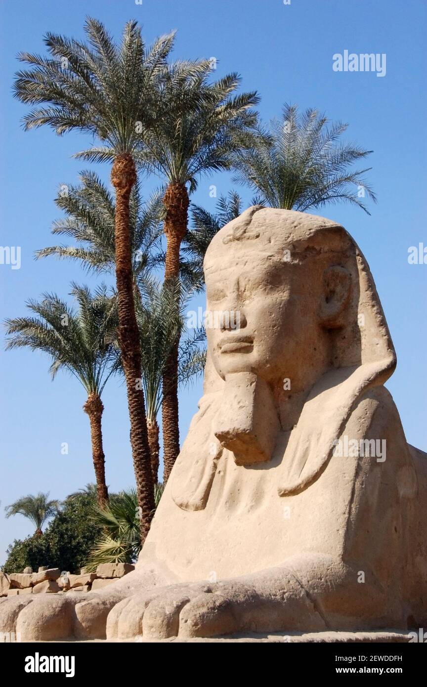 Carved stone sphinx at the Temple of Luxor in Egypt Stock Photo - Alamy