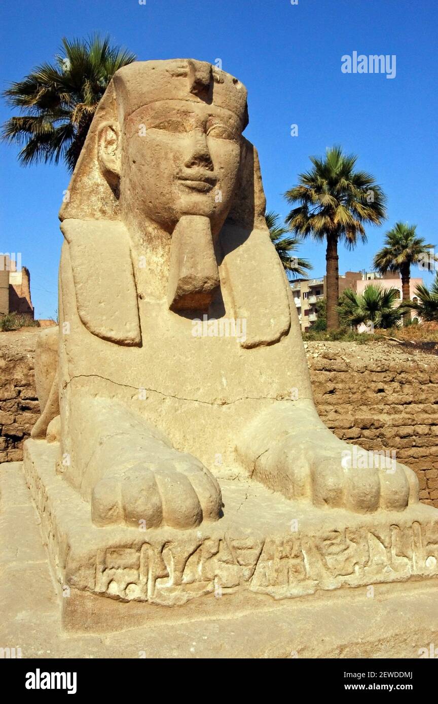 Carved stone sphinx at the Temple of Luxor in Egypt Stock Photo - Alamy