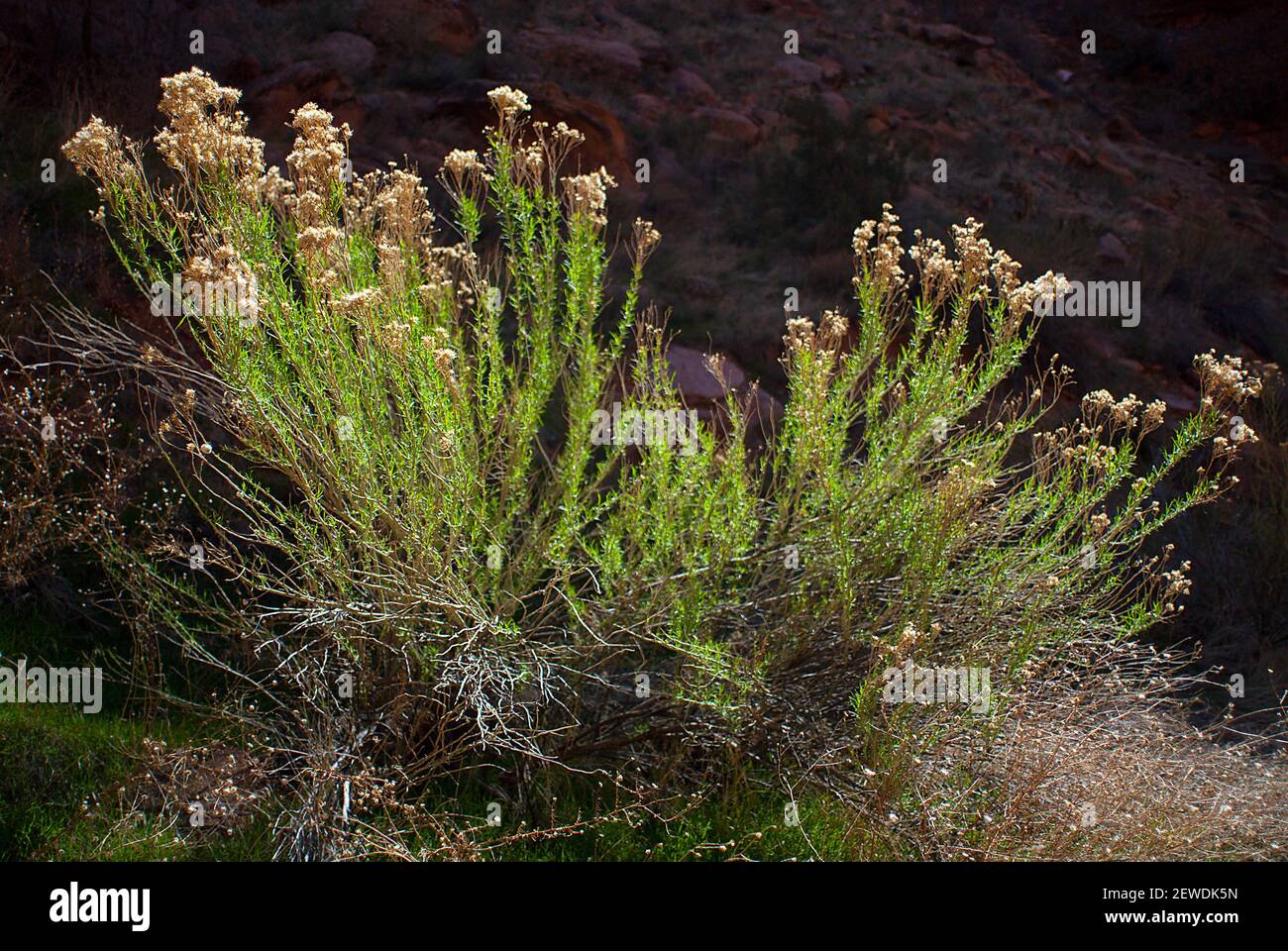 March 24, 2016 - Moab, Utah, U.S. - Plants coming into bloom in the ...