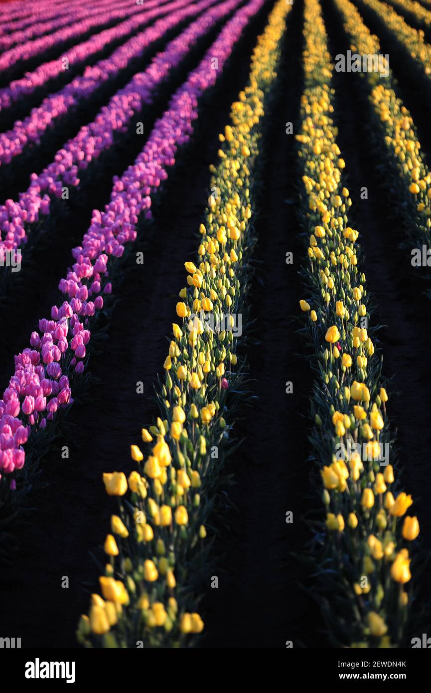 Tulips in full bloom pictured at the Wooden Shoe Tulip Farm in Woodburn ...