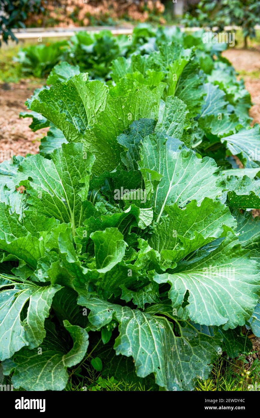 Cabbage chinese structure cabbage hi-res stock photography and images ...