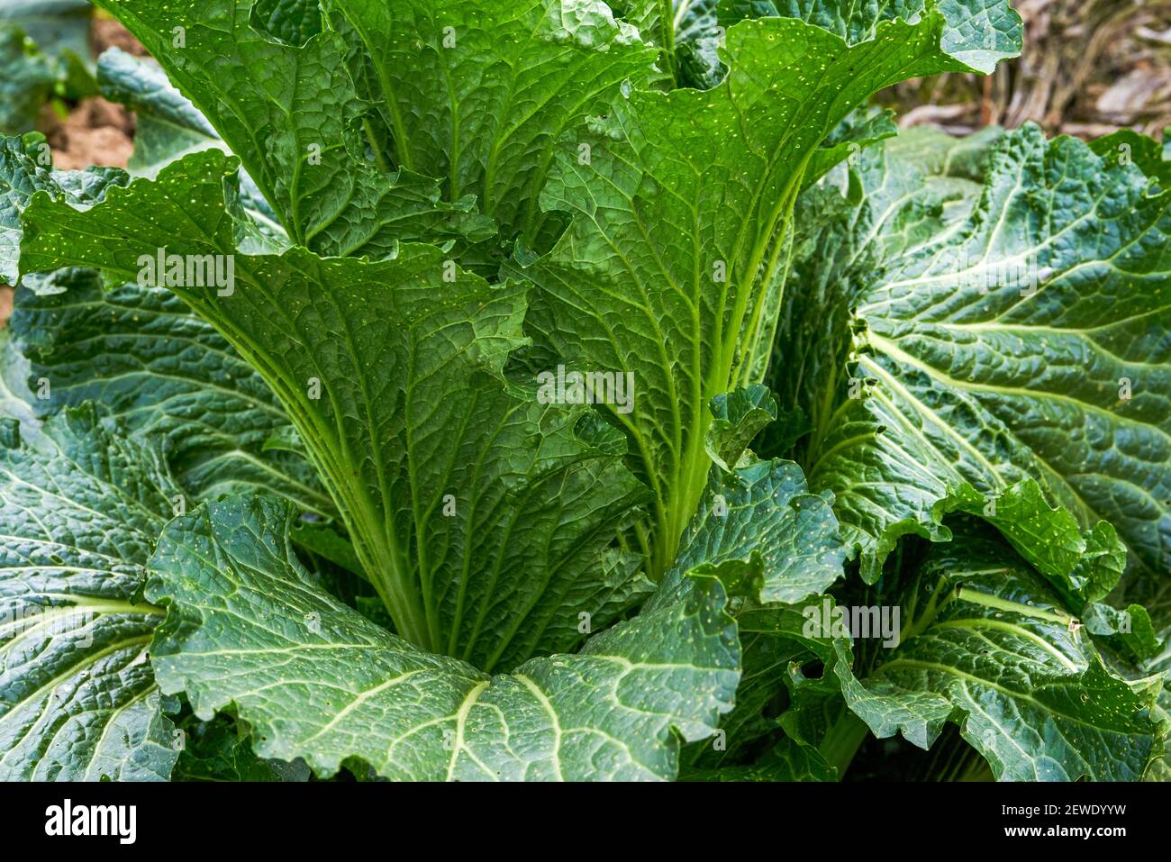 Cabbage chinese structure cabbage hi-res stock photography and images ...