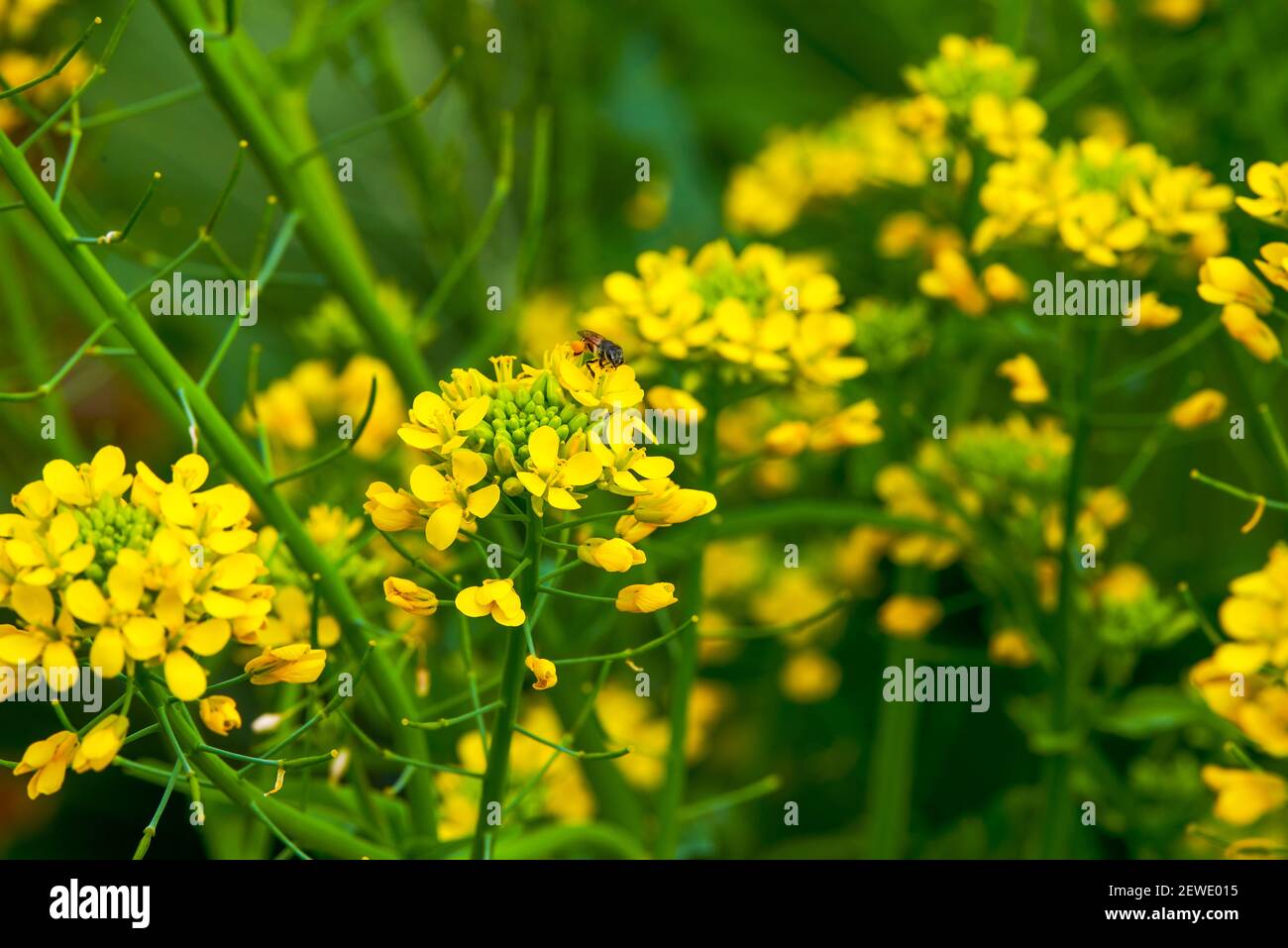 Golden lush blooming rapeseed, bees are collecting nectar Stock Photo ...