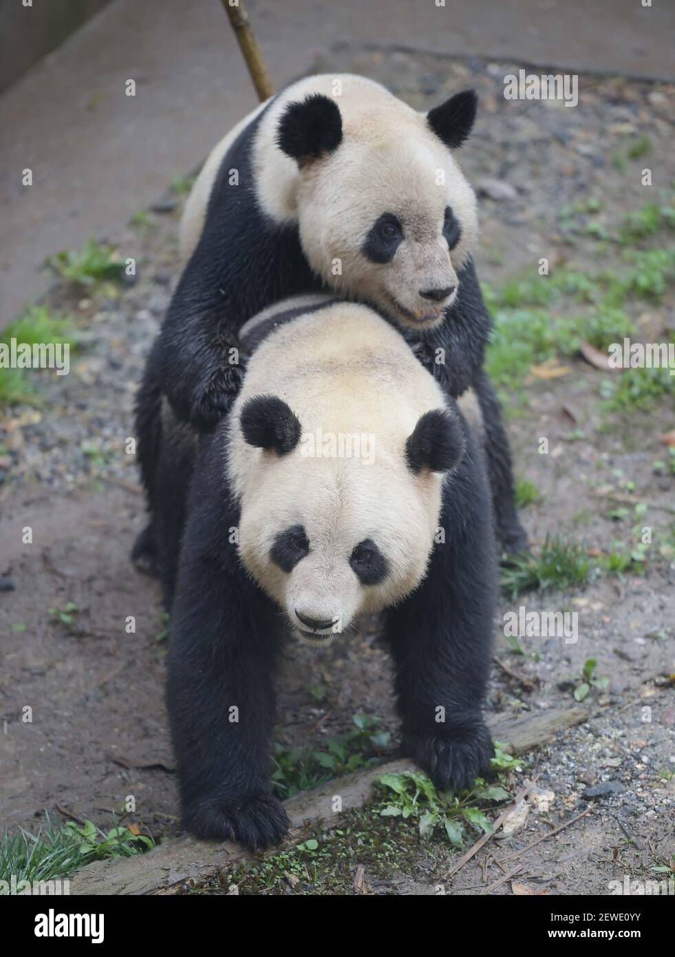 (160414) -- YA'AN, Apr. 14, 2016 (Xinhua) -- Giant panda "Yang Yang ...
