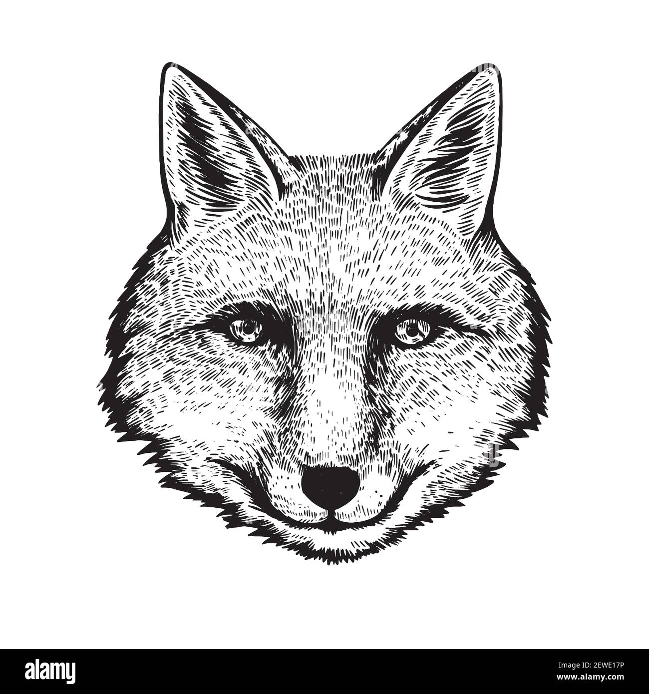 Red fox looking image Black and White Stock Photos & Images - Alamy