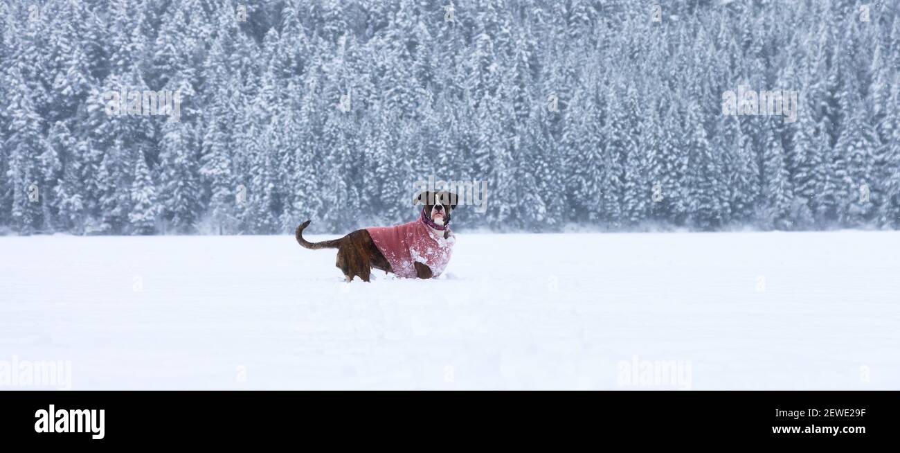 Adorable Female Boxer Dog playing in a snow Stock Photo - Alamy