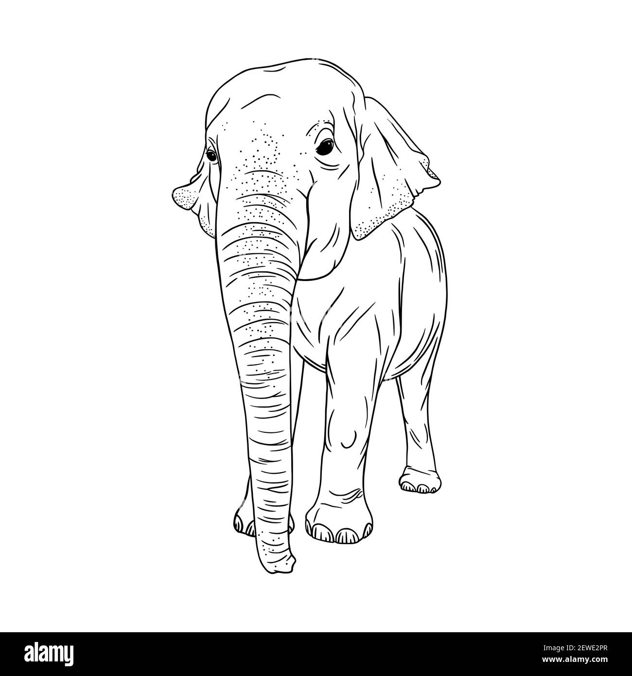 Elephant isolated on white background. Realistic Asian elephant. Sketch ...