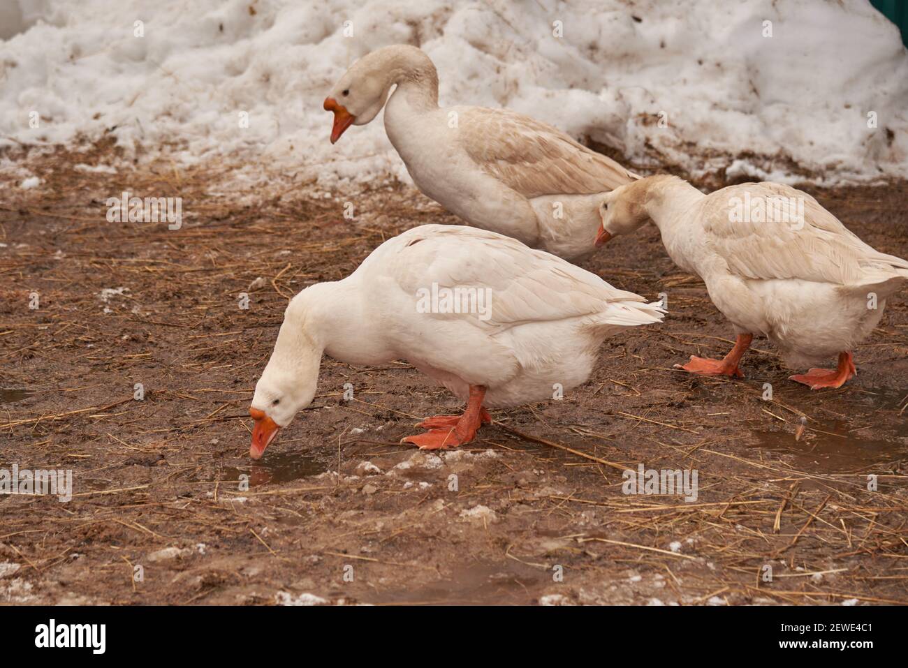 A few fat important geese are walking on a muddy road Stock Photo - Alamy