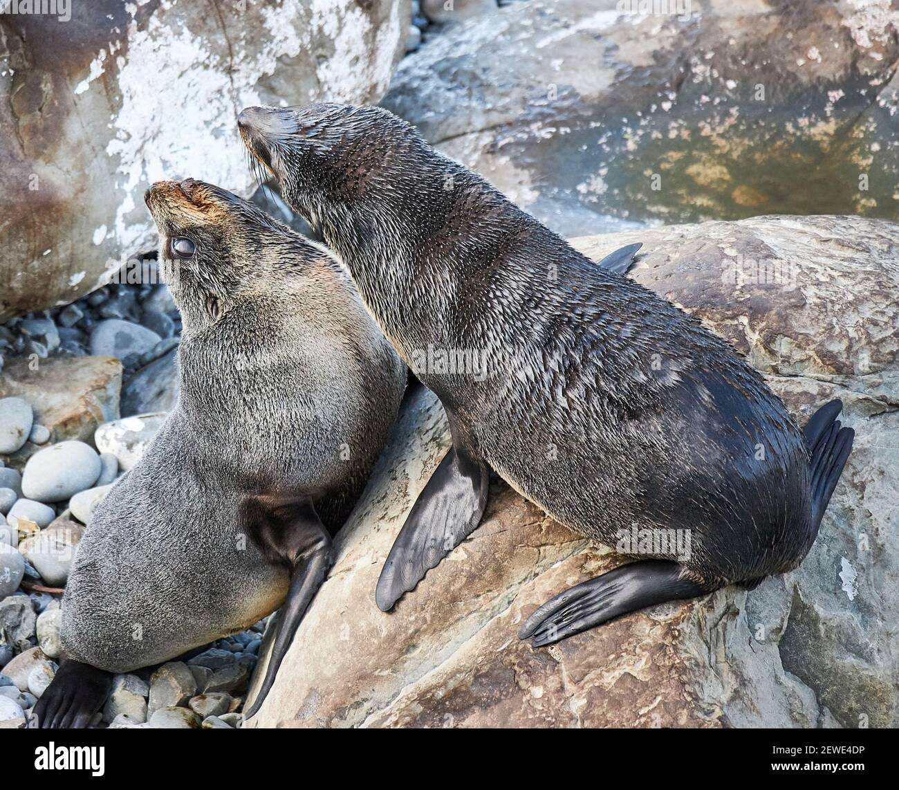 New Zealand fur seal pups at Ohau Point lookout near Kaikaoura in the ...