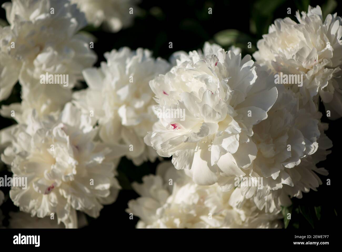 Summer peonies hi-res stock photography and images - Alamy