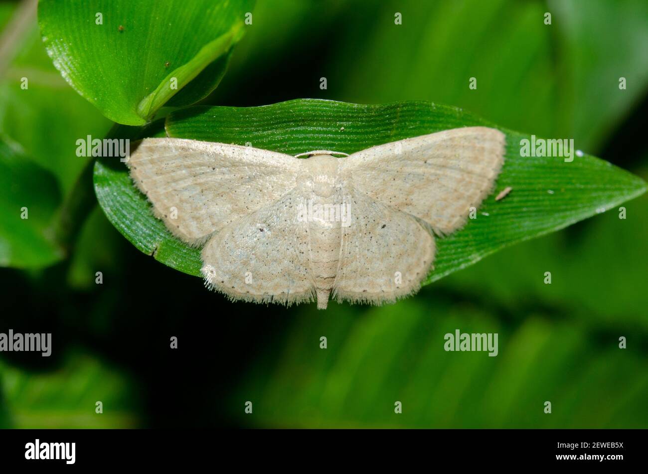 Scopula sp hi-res stock photography and images - Alamy