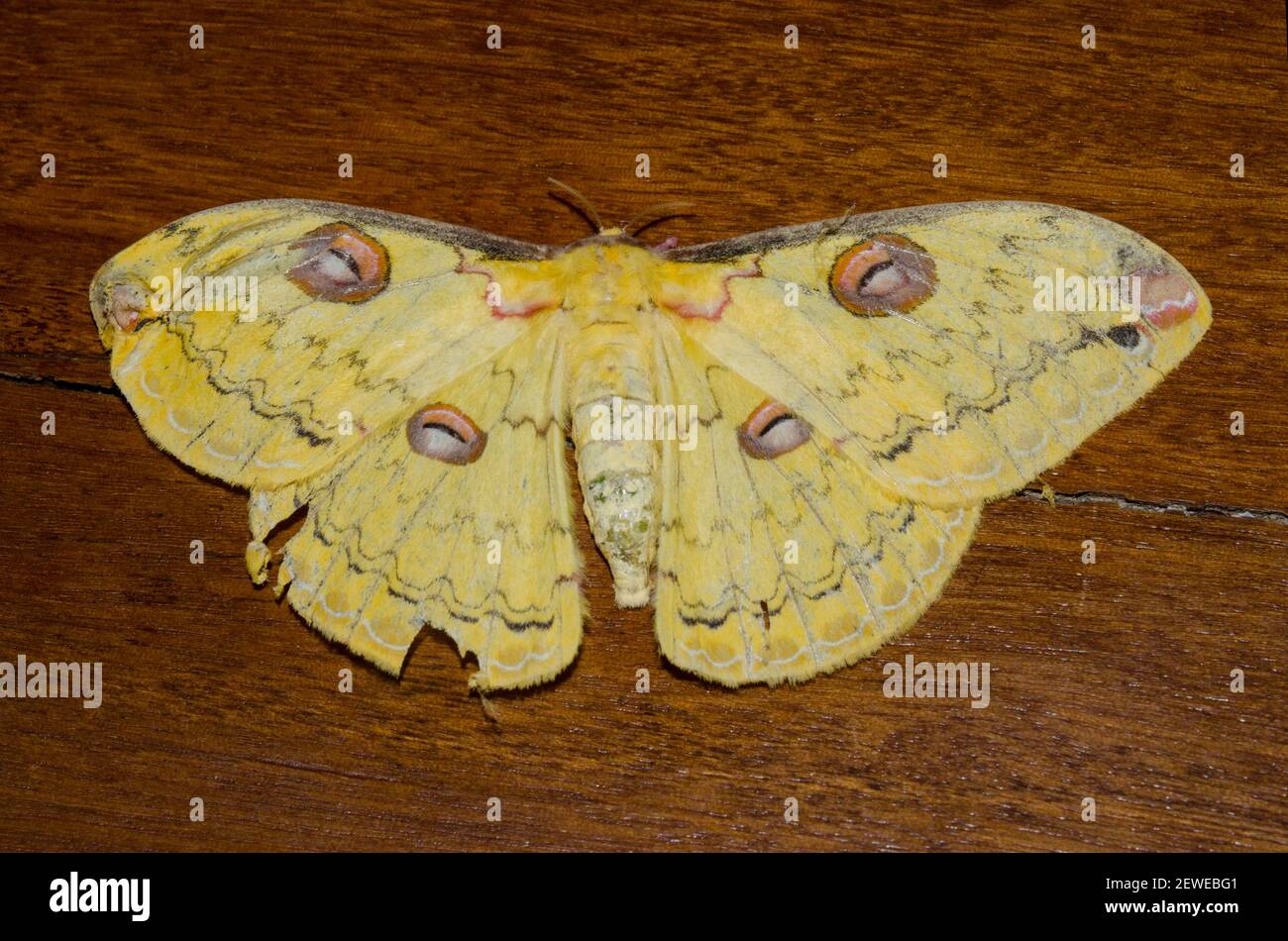 Golden Emperor Moth, Loepa katinka, Klungkung, Bali, Indonesia Stock ...