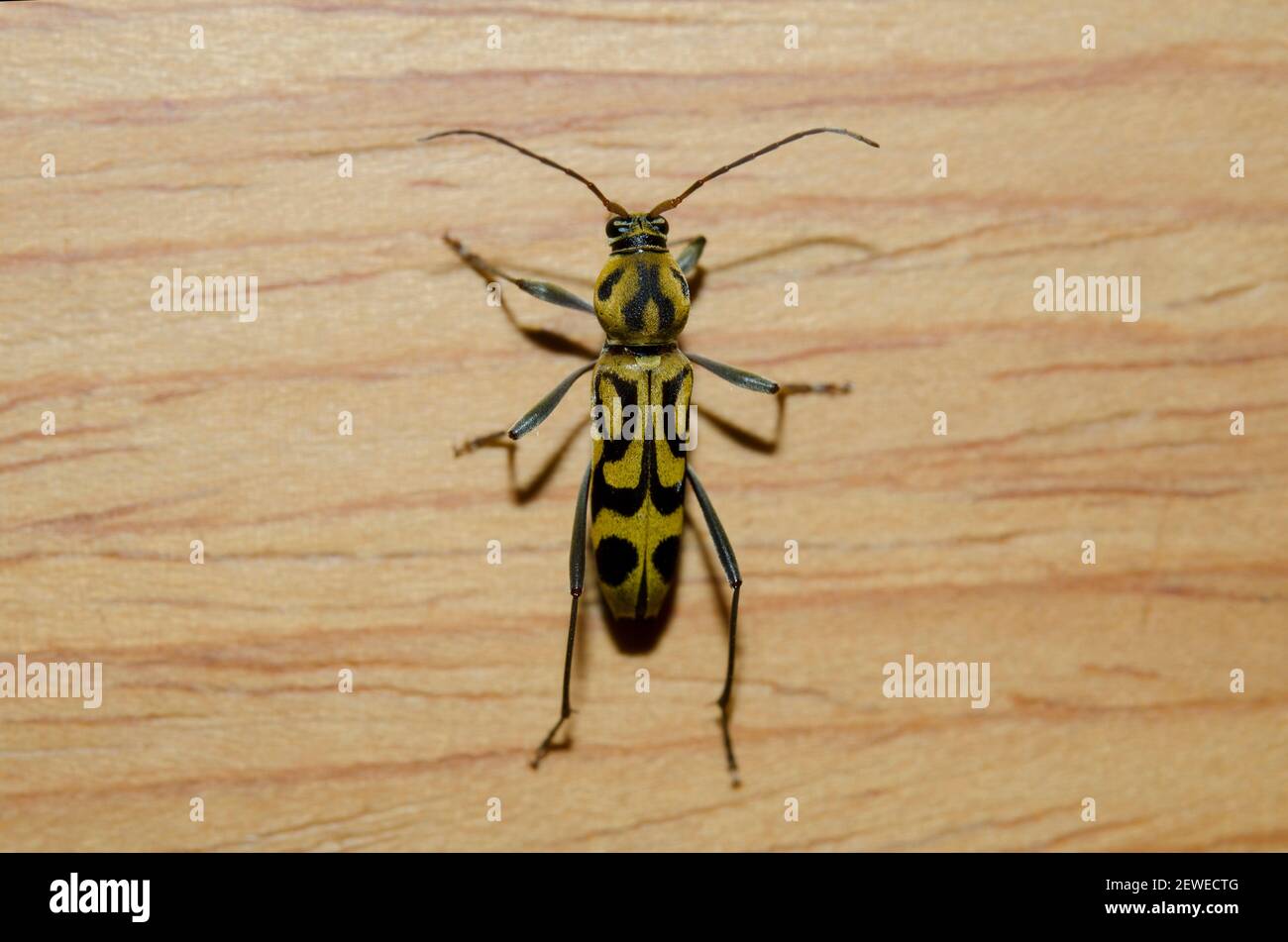 Bamboo Tiger Longhorn Beetle, Chlorophorus annularis, Saba, Bali ...