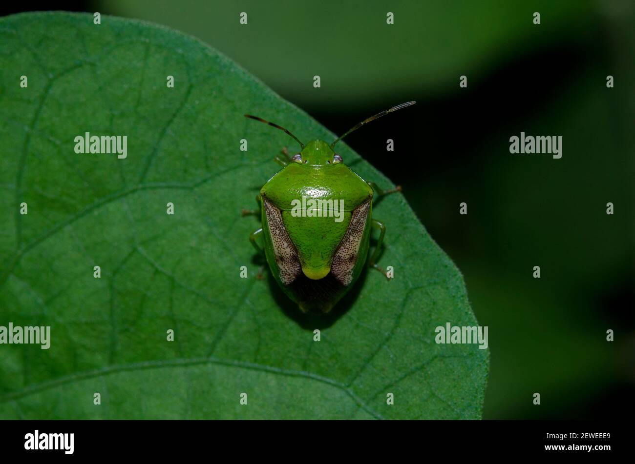 Stink Bug, Plautia sp, on leaf, Saba, Bali, Indonesia Stock Photo - Alamy
