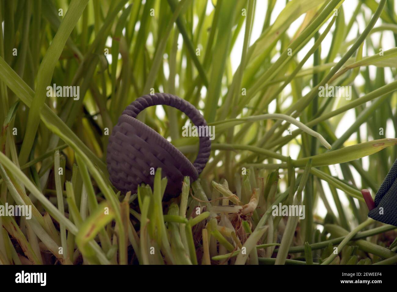 Hidden in grass hi-res stock photography and images - Alamy