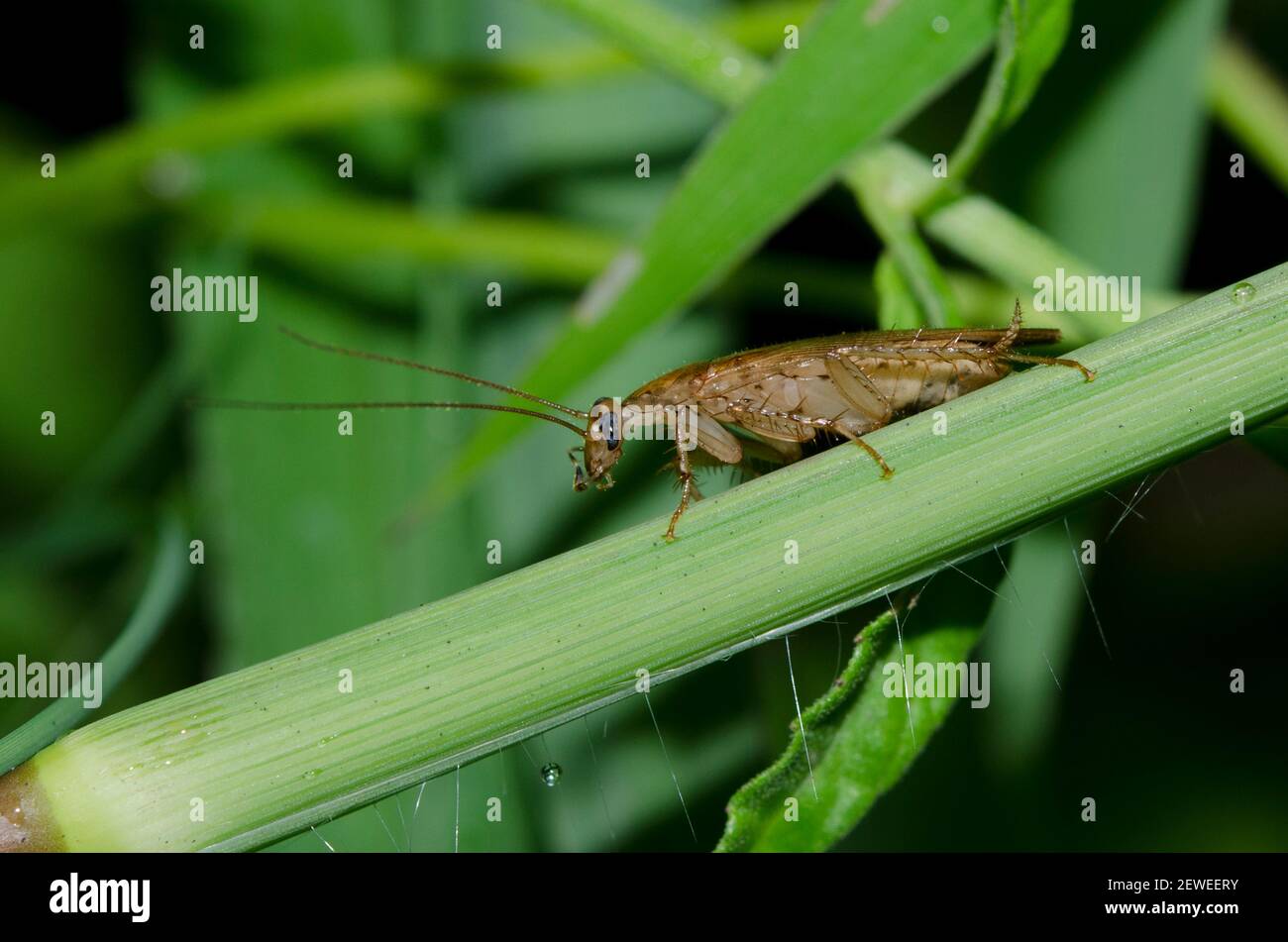 Cockroach side view hi-res stock photography and images - Alamy