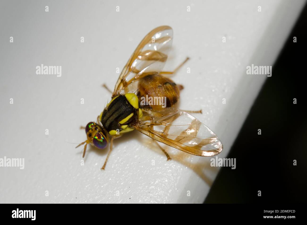 Fruit Fly, Tephritidae Family, with transparant striped wings, Saba ...