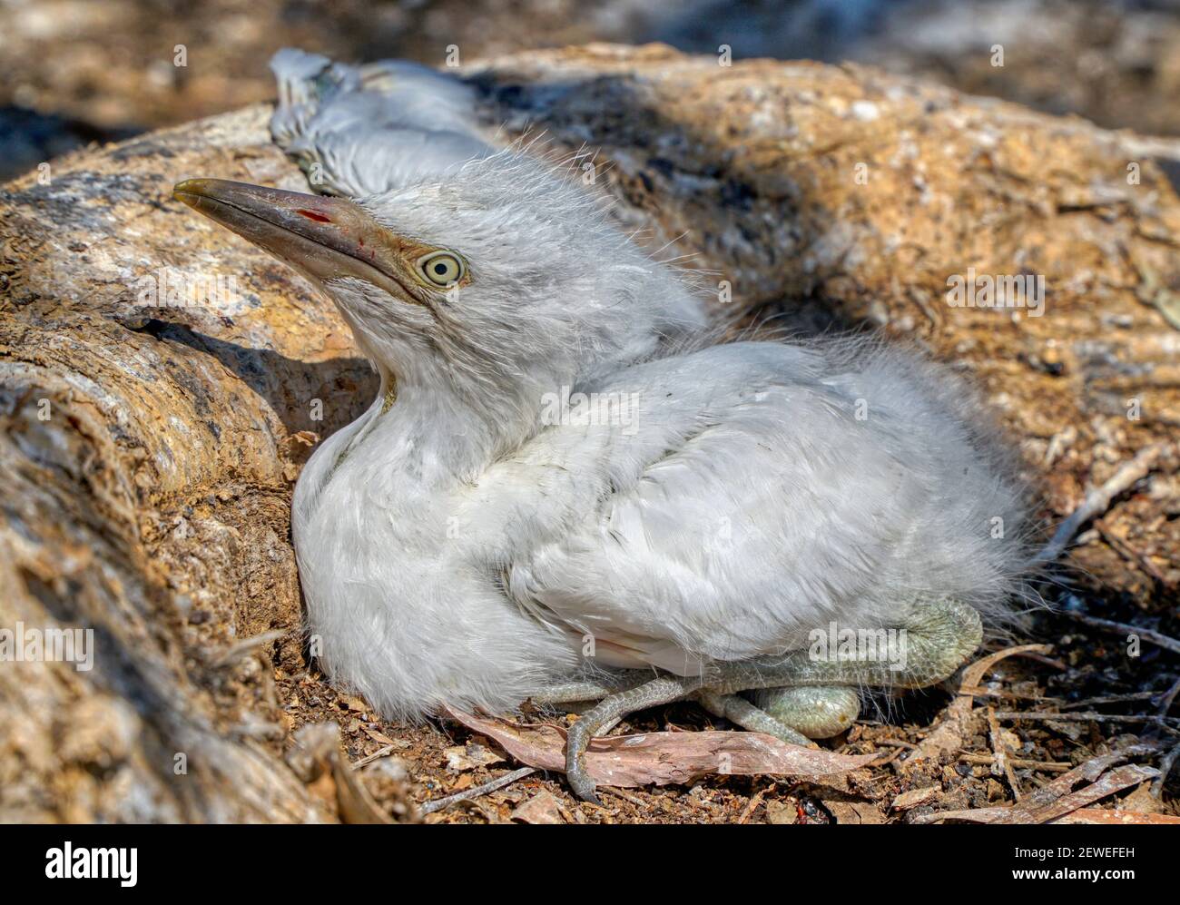 Dying bird hi-res stock photography and images - Alamy
