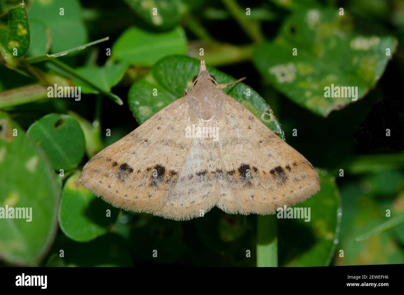 Owlet Moth, Gesonia sp, on leaf, Saba, Bali, Indonesia Stock Photo - Alamy