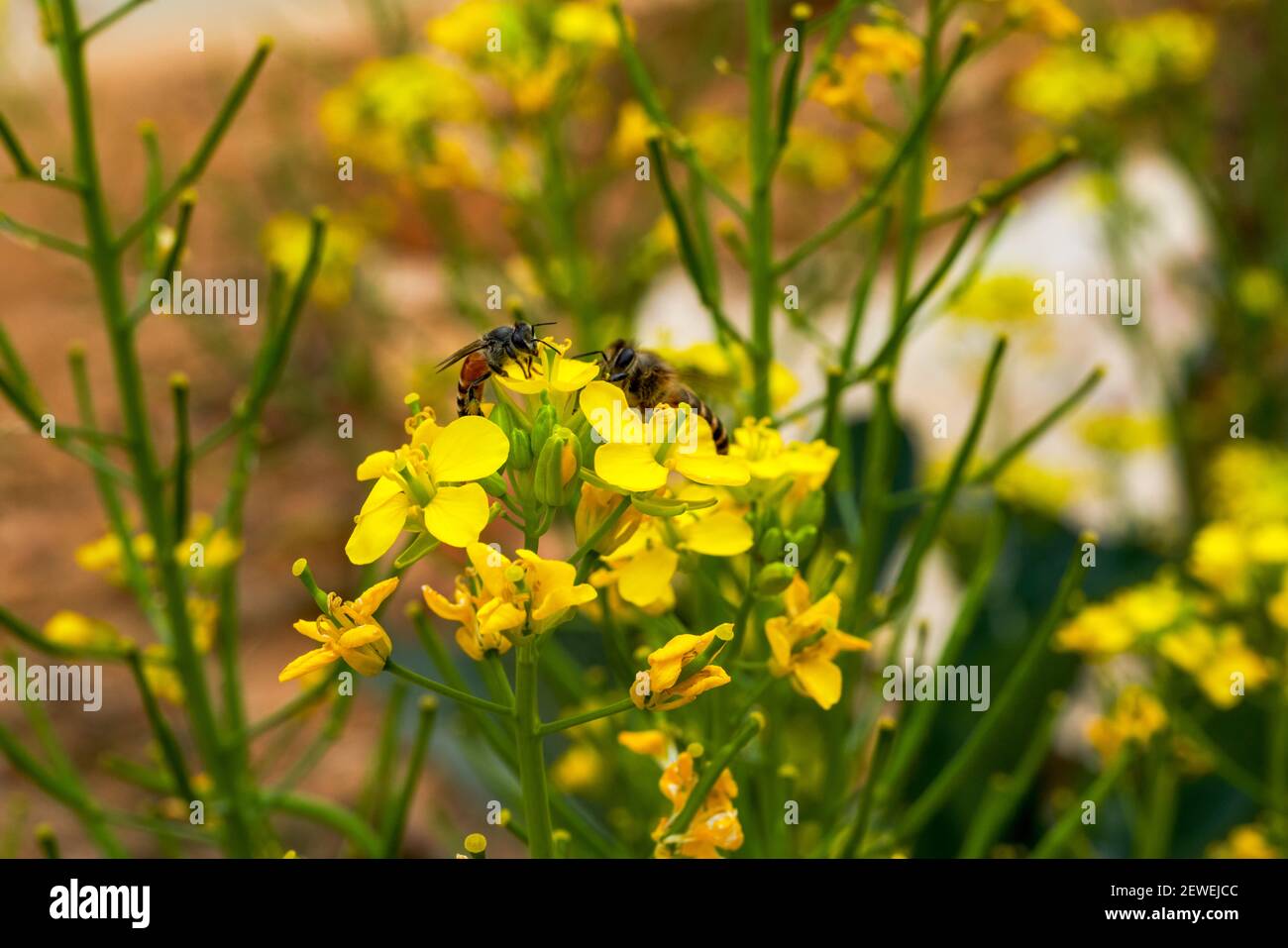 Golden lush blooming rapeseed, bees are collecting nectar Stock Photo ...