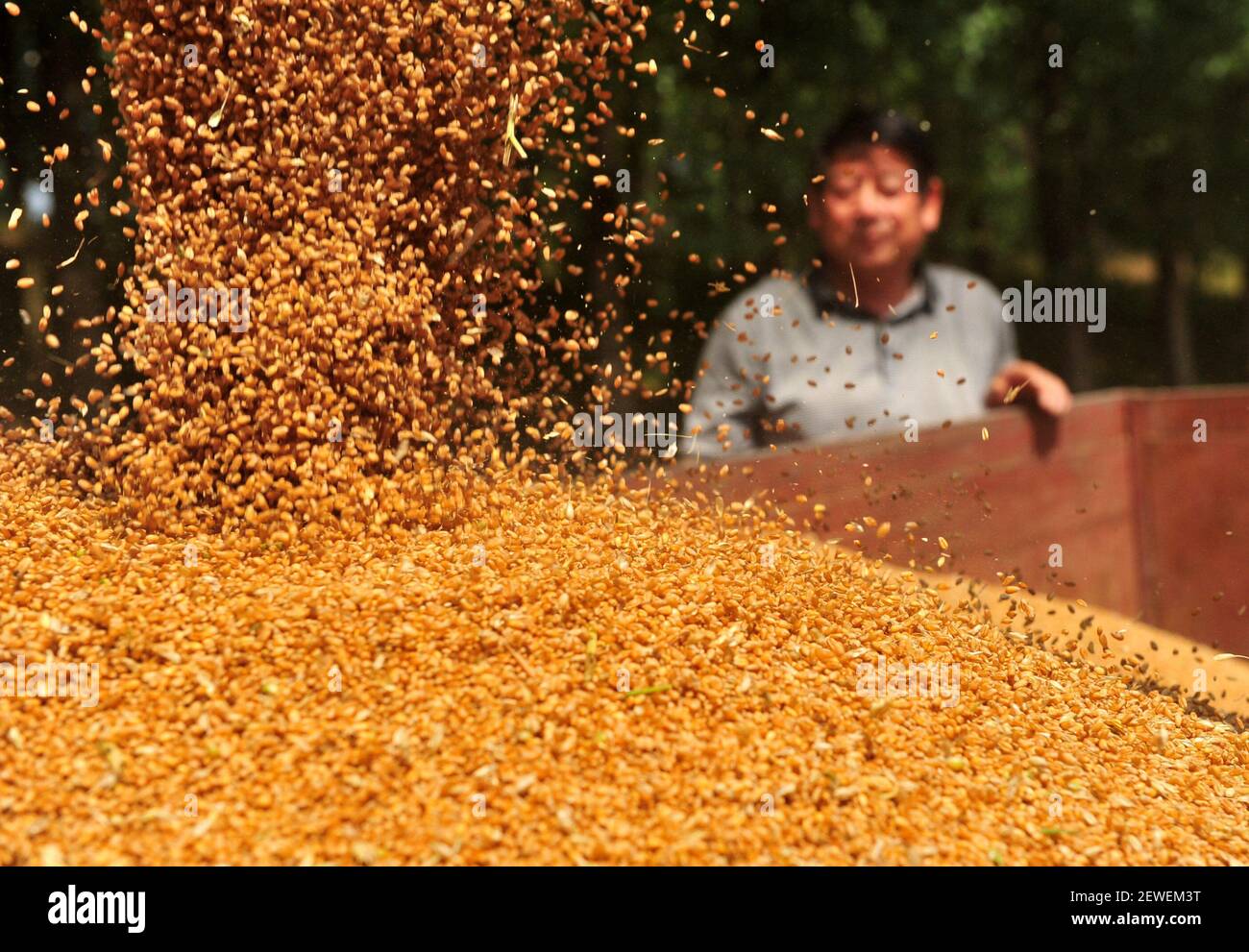 (160524) -- ZHUMADIAN, May 24, 2016 (Xinhua) -- A reaper harvests wheat ...