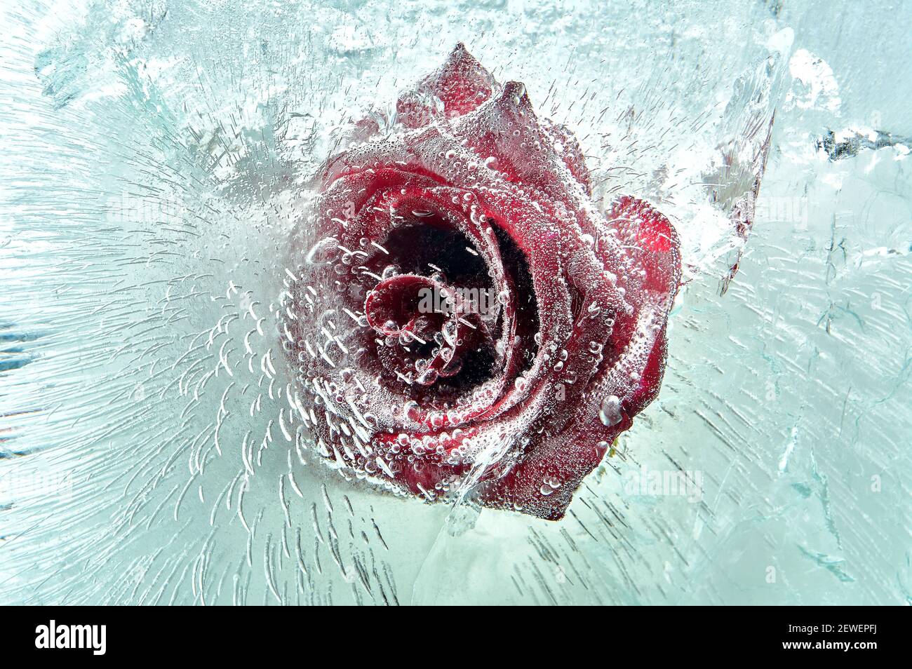 Red rose frozen in ice Stock Photo - Alamy