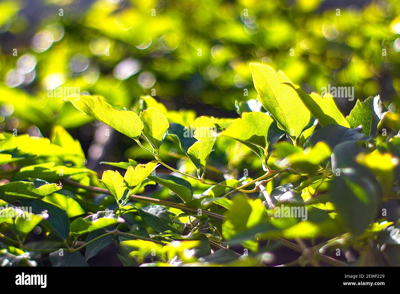 The front view is in the sun Stock Photo - Alamy