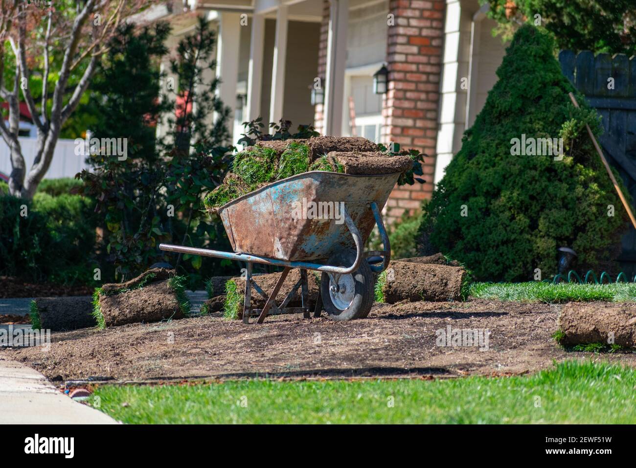 Rolls of grass lawn loaded to an old construction cart. Small unrolled ...