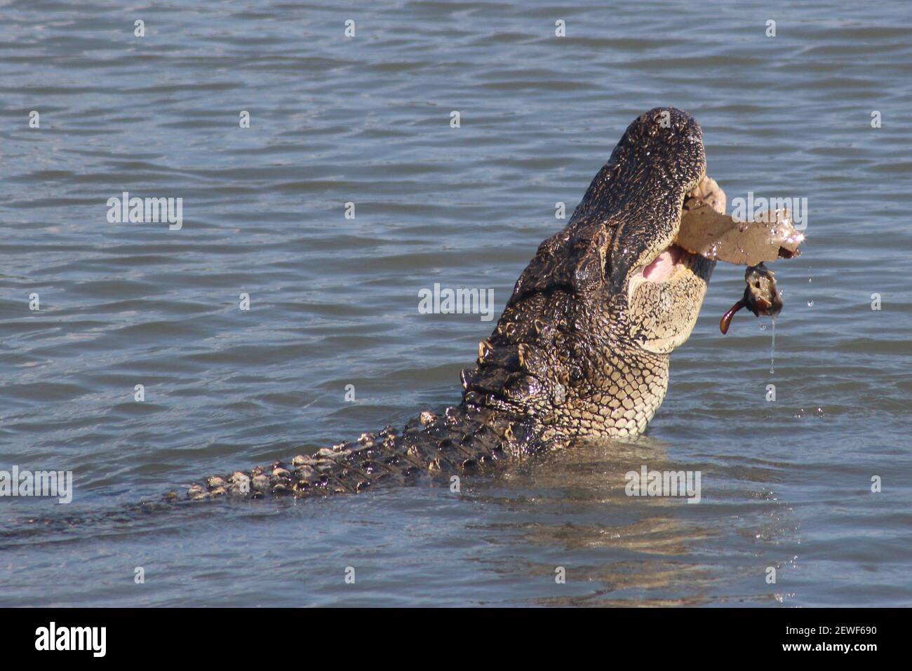 An alligator snacks on a large but overmatched horseshoe crab in the ...