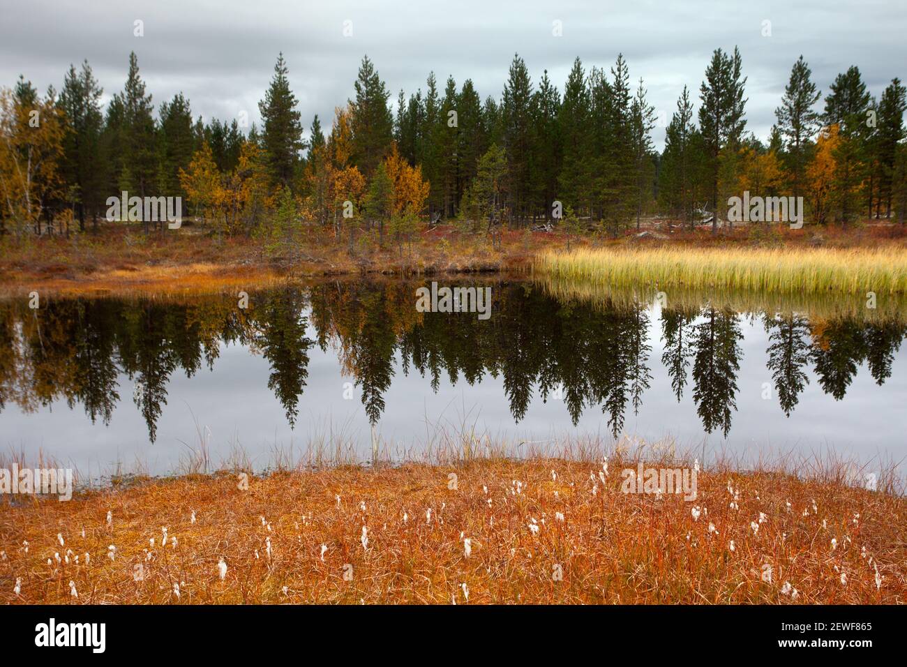 Swamp colors hi-res stock photography and images - Alamy