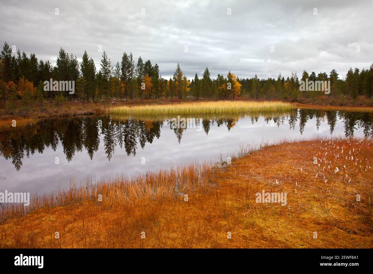 Swamp colors hi-res stock photography and images - Alamy