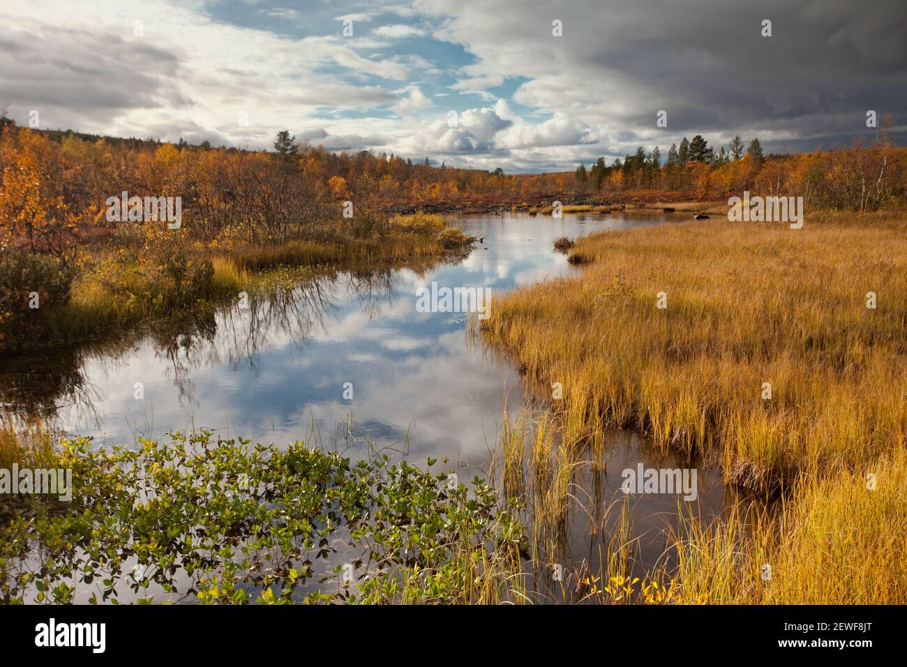 Swamp colors hi-res stock photography and images - Alamy