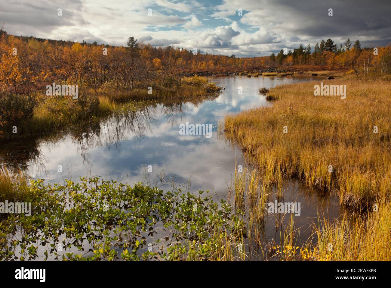 Swamp colors hi-res stock photography and images - Alamy
