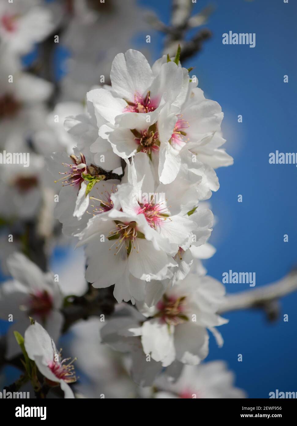 Almond trees in Ibiza, Spain Stock Photo - Alamy