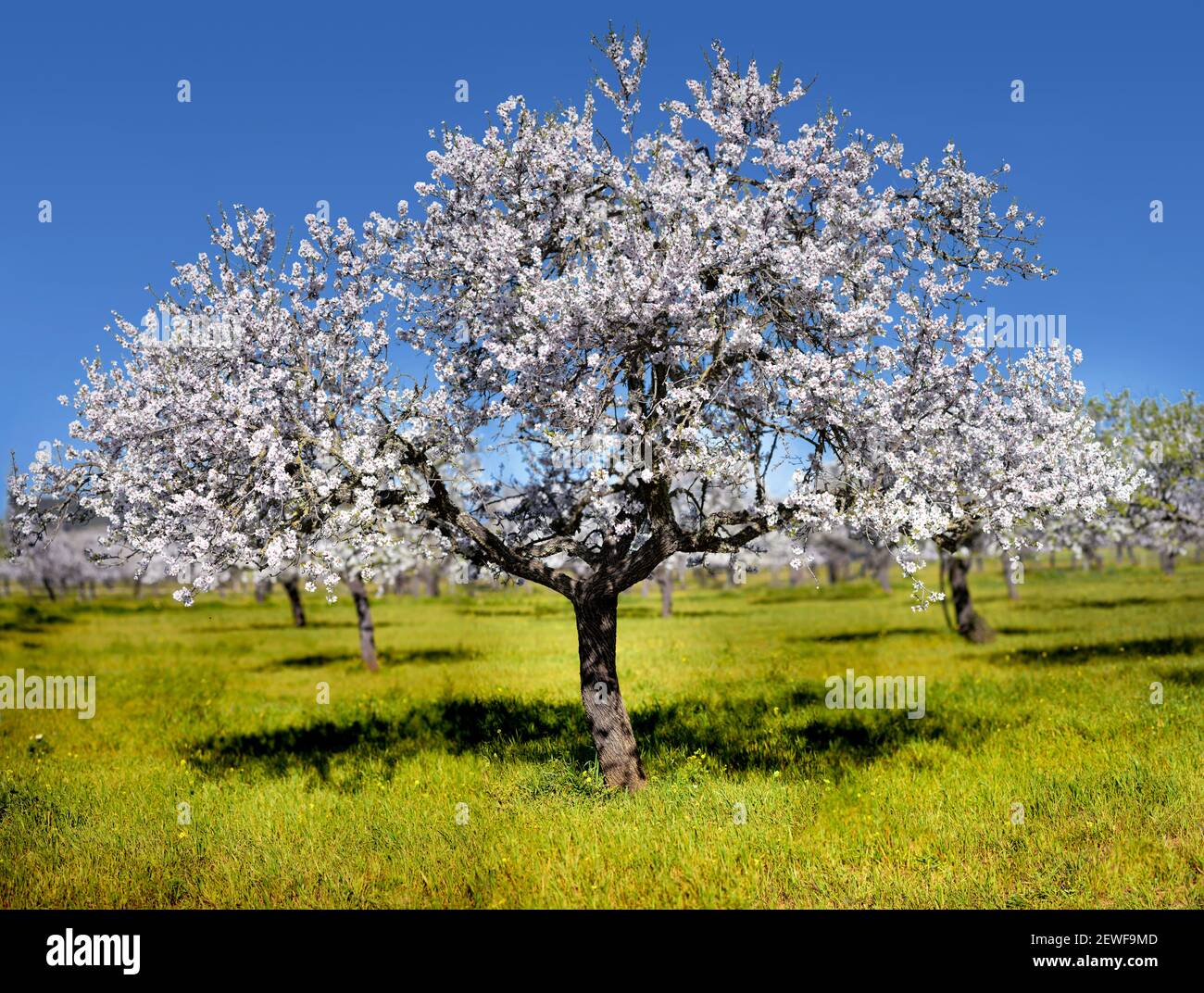 Almond Tree in Ibiza, spain Stock Photo - Alamy