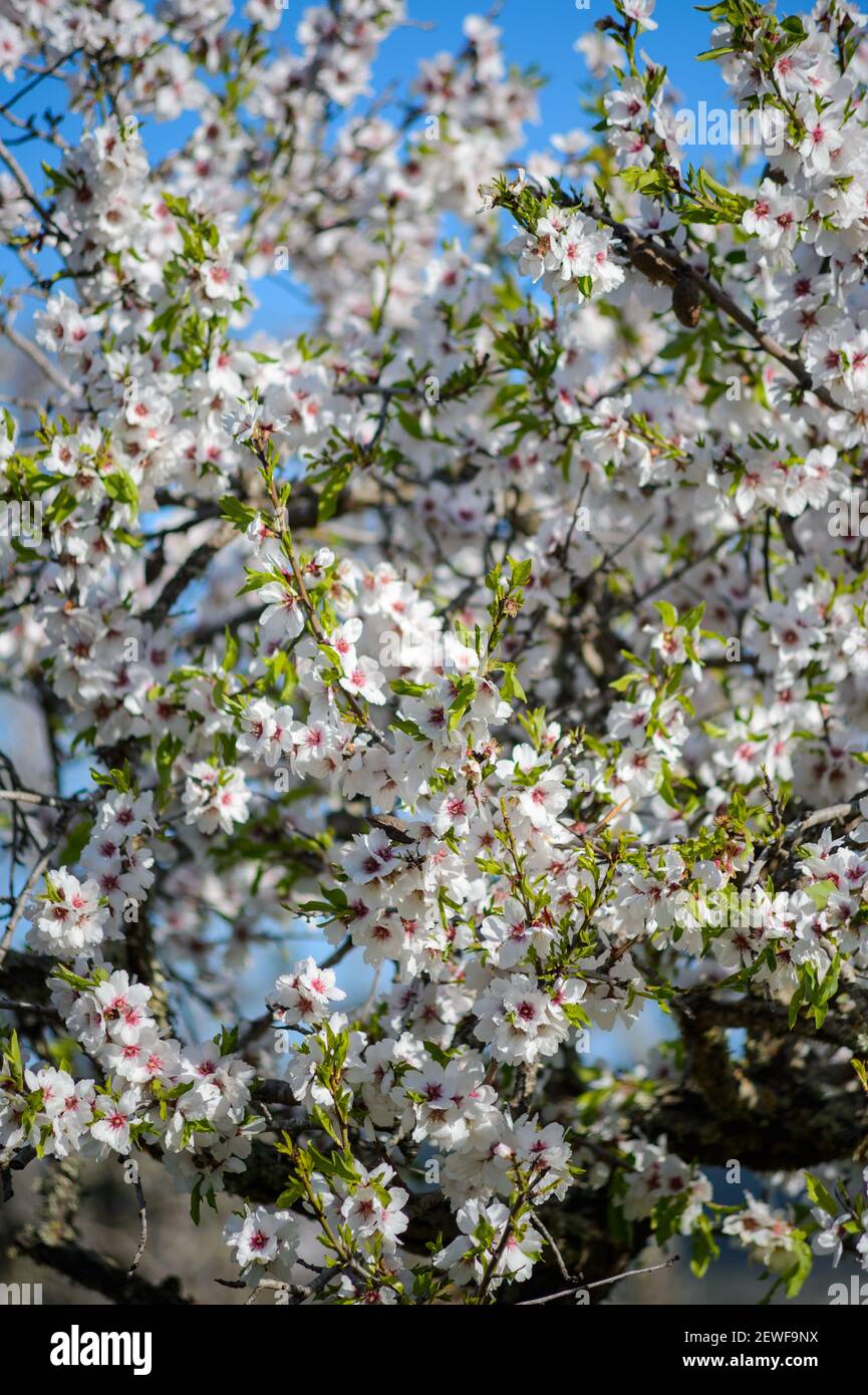 Almond plantation spain hi-res stock photography and images - Alamy