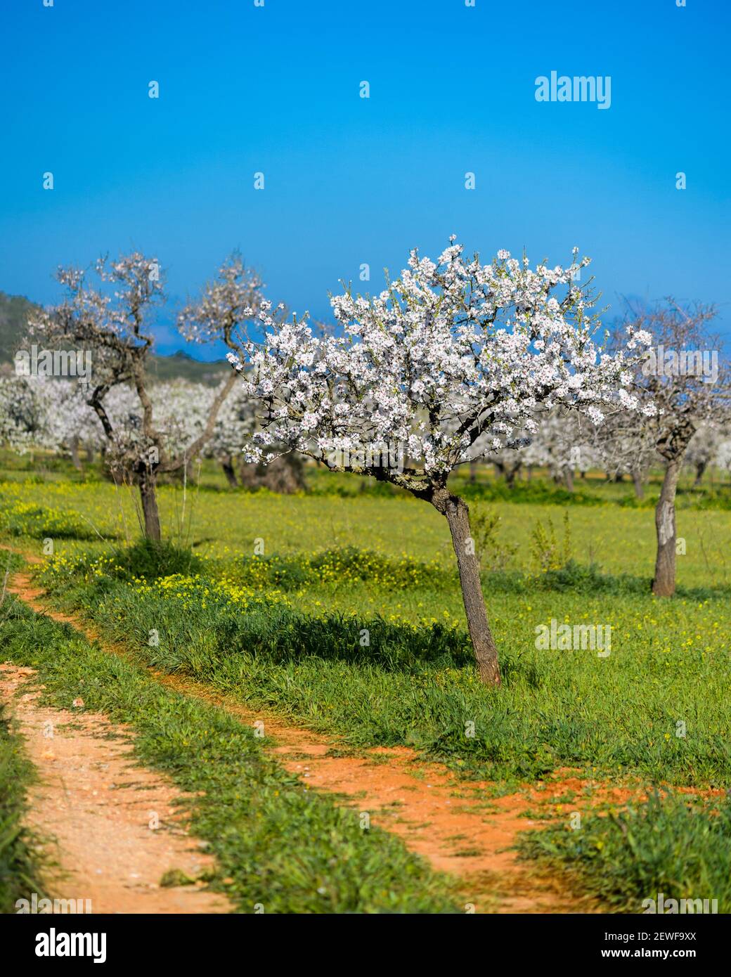 Almond Tree in Ibiza, spain Stock Photo - Alamy
