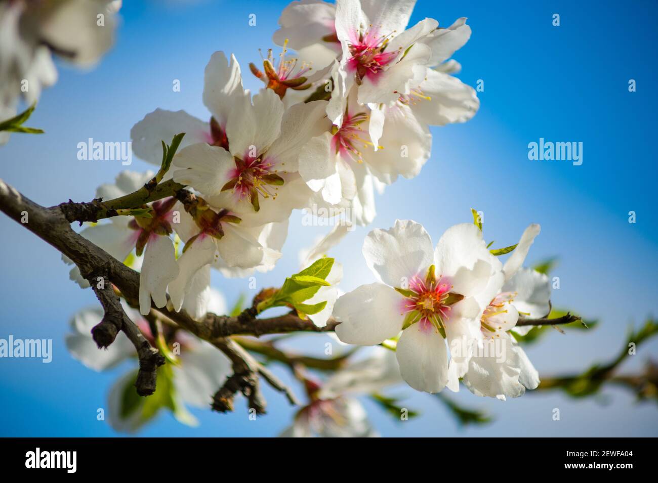Almond plantation spain hi-res stock photography and images - Alamy