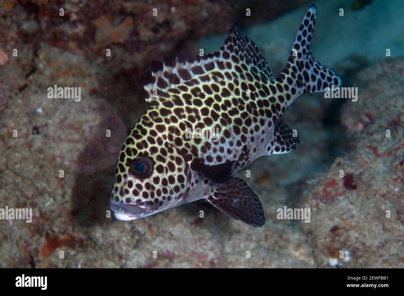 Sub-adult Many-spotted Sweetlips, Plectorhinchus chaetodonoides, Maluku ...