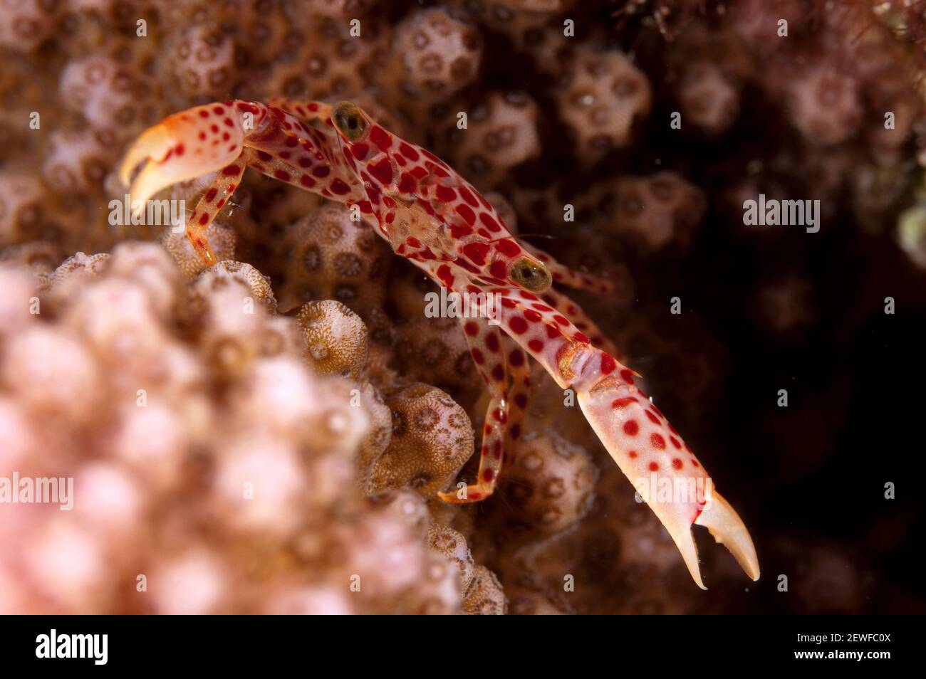 Coral Crab, Trapezia rufopunctata, night dive, Maluku Divers House Reef ...
