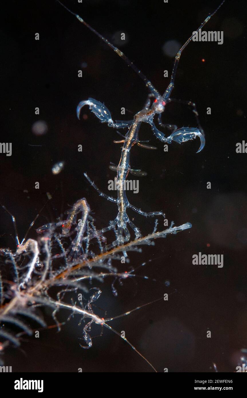Skeleton Shrimp, Caprella sp, Scuba Seraya house reef dive site, Seraya ...